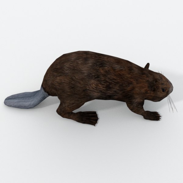 Beaver 3D - TurboSquid 1329930