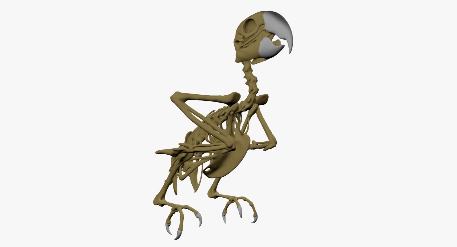 3D macaw parrot skeleton model - TurboSquid 1329949