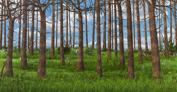 Free Maya Forest Models | TurboSquid