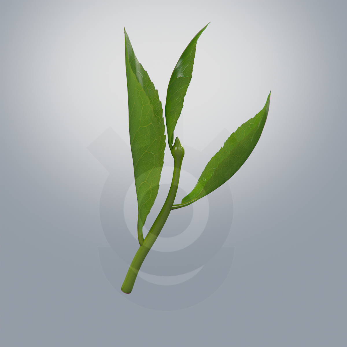 Green tea leaf 3D model - TurboSquid 1330545