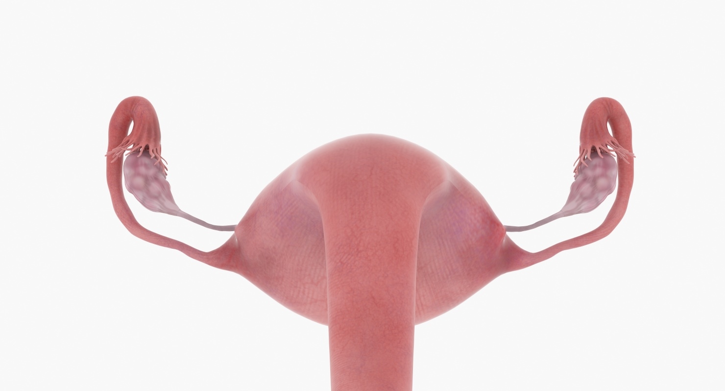 Uterus model - TurboSquid 1330947