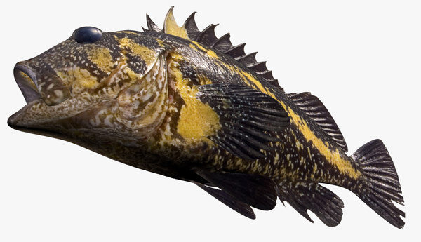 China rockfish model - TurboSquid 1331284