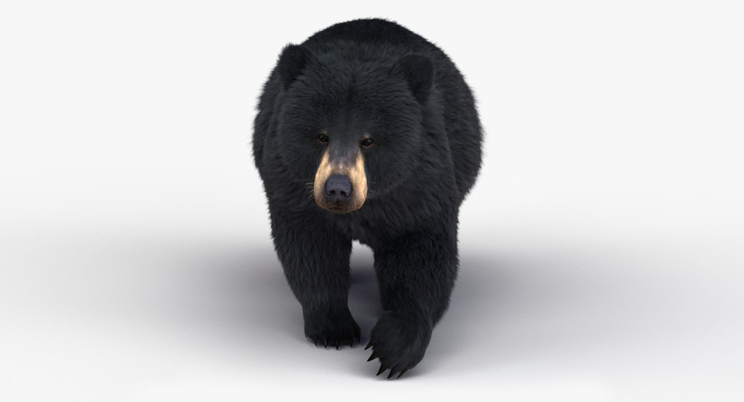 Black bear animation fur 3D - TurboSquid 1331602