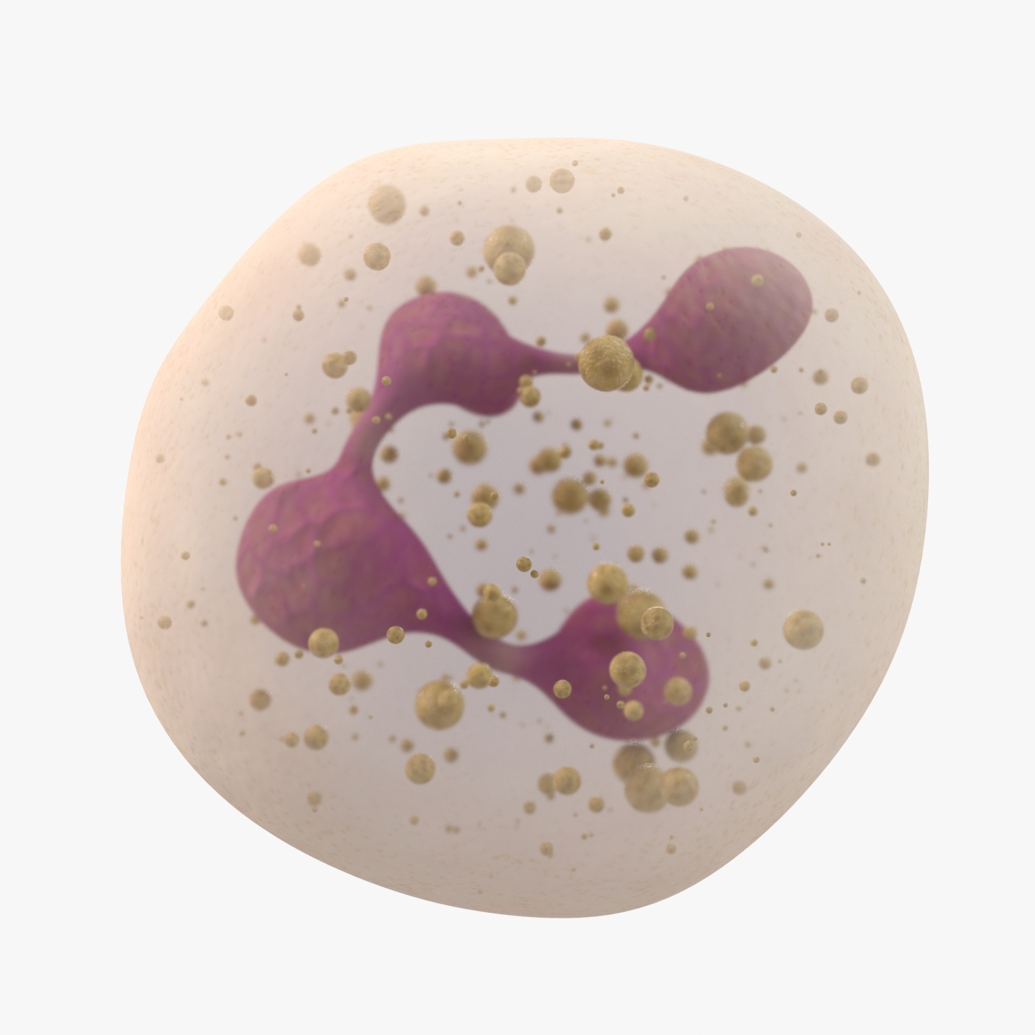 3D white blood cell pack - TurboSquid 1331609