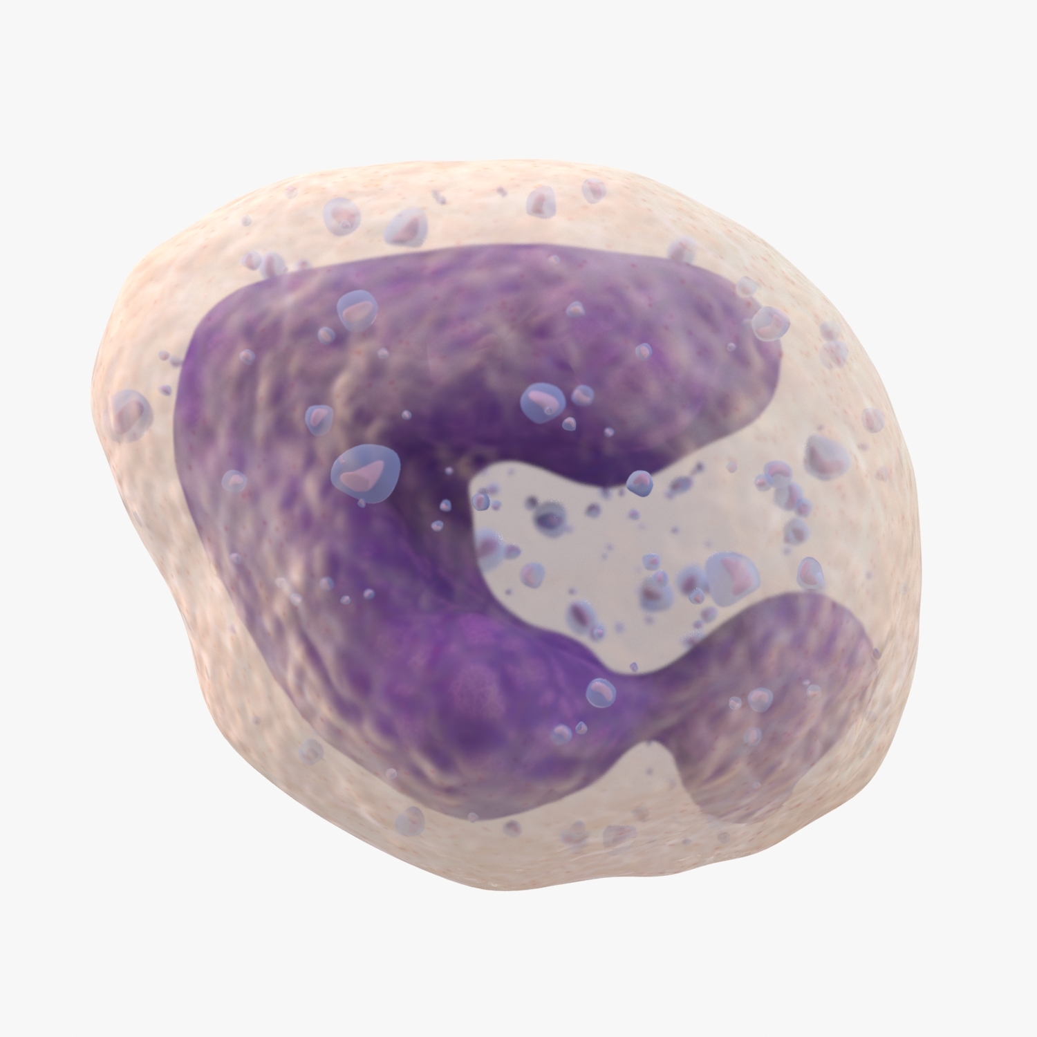 3D white blood cell pack - TurboSquid 1331609