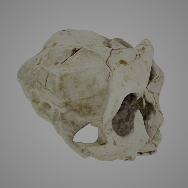 modelo 3d Cráneo Realista Australopithecus Robustus - TurboSquid 1331610