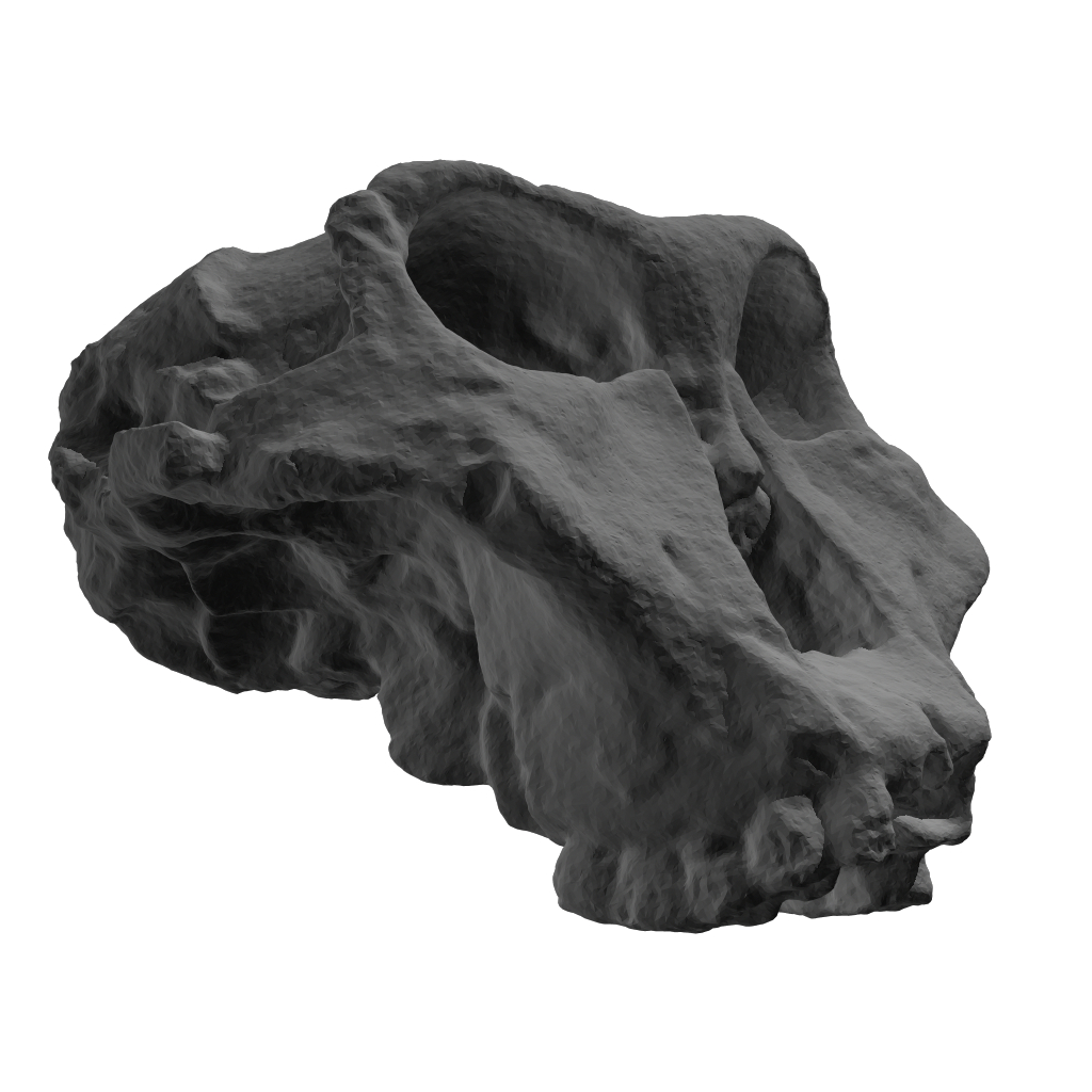Skulls australopithecus robustus 3D model - TurboSquid 1331610