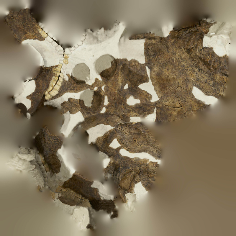 3D skulls homo erectus peking - TurboSquid 1331631