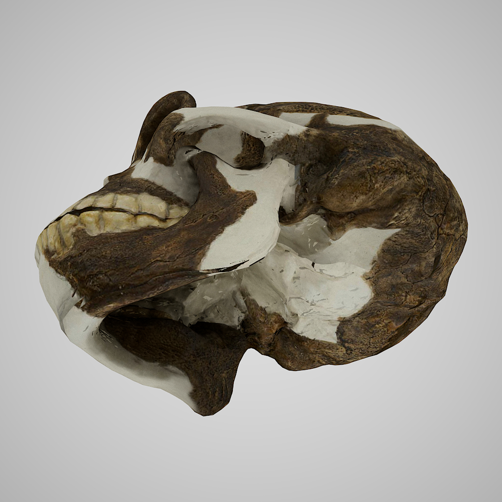 3D skulls homo erectus peking - TurboSquid 1331631