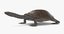 3D model snake necked turtle - TurboSquid 1331880