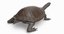 3D model snake necked turtle - TurboSquid 1331880