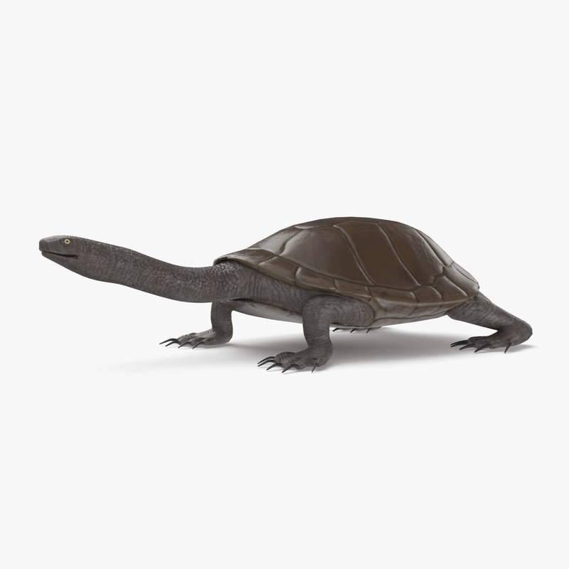 3D model snake necked turtle - TurboSquid 1331880