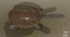3D model snake necked turtle - TurboSquid 1331880