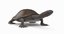 3D model snake necked turtle - TurboSquid 1331880