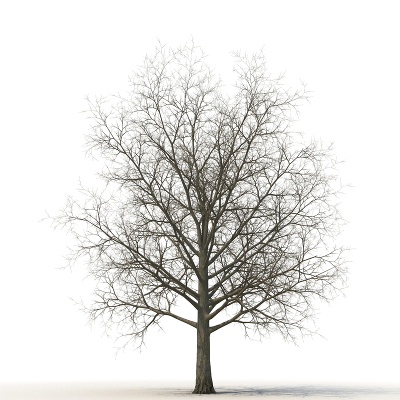 3D winter trees 2 - TurboSquid 1332021