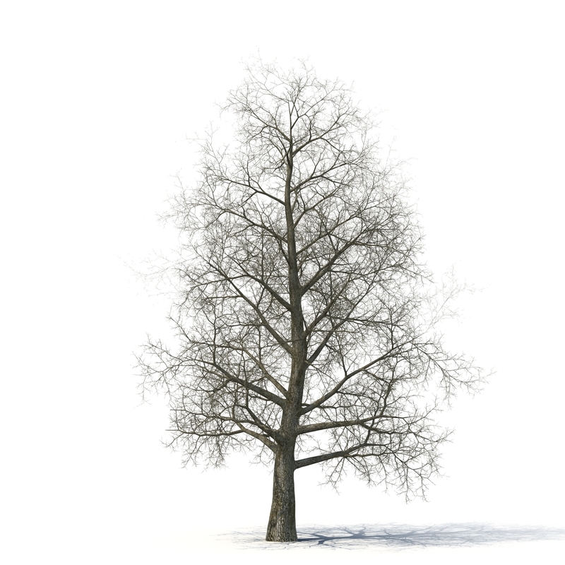 3D winter trees 2 - TurboSquid 1332021