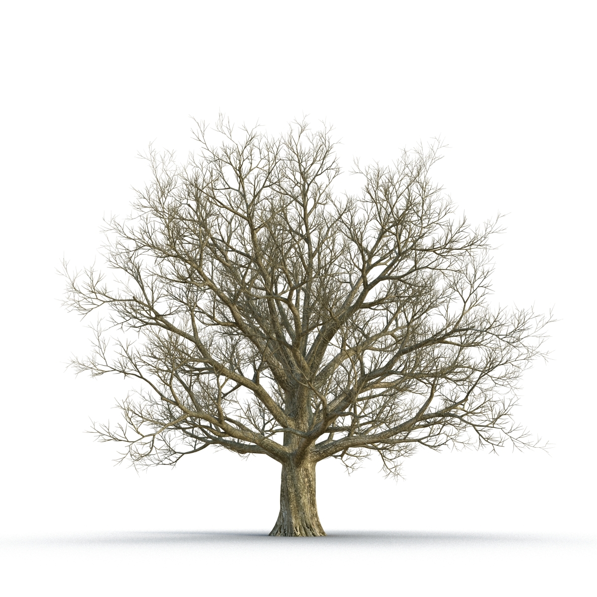 3D winter trees 2 - TurboSquid 1332021