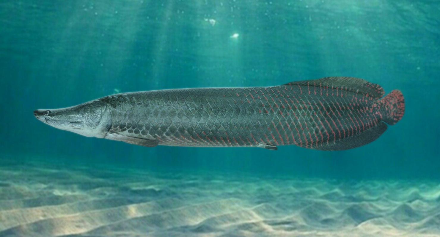 3D arapaima pbr model - TurboSquid 1332100