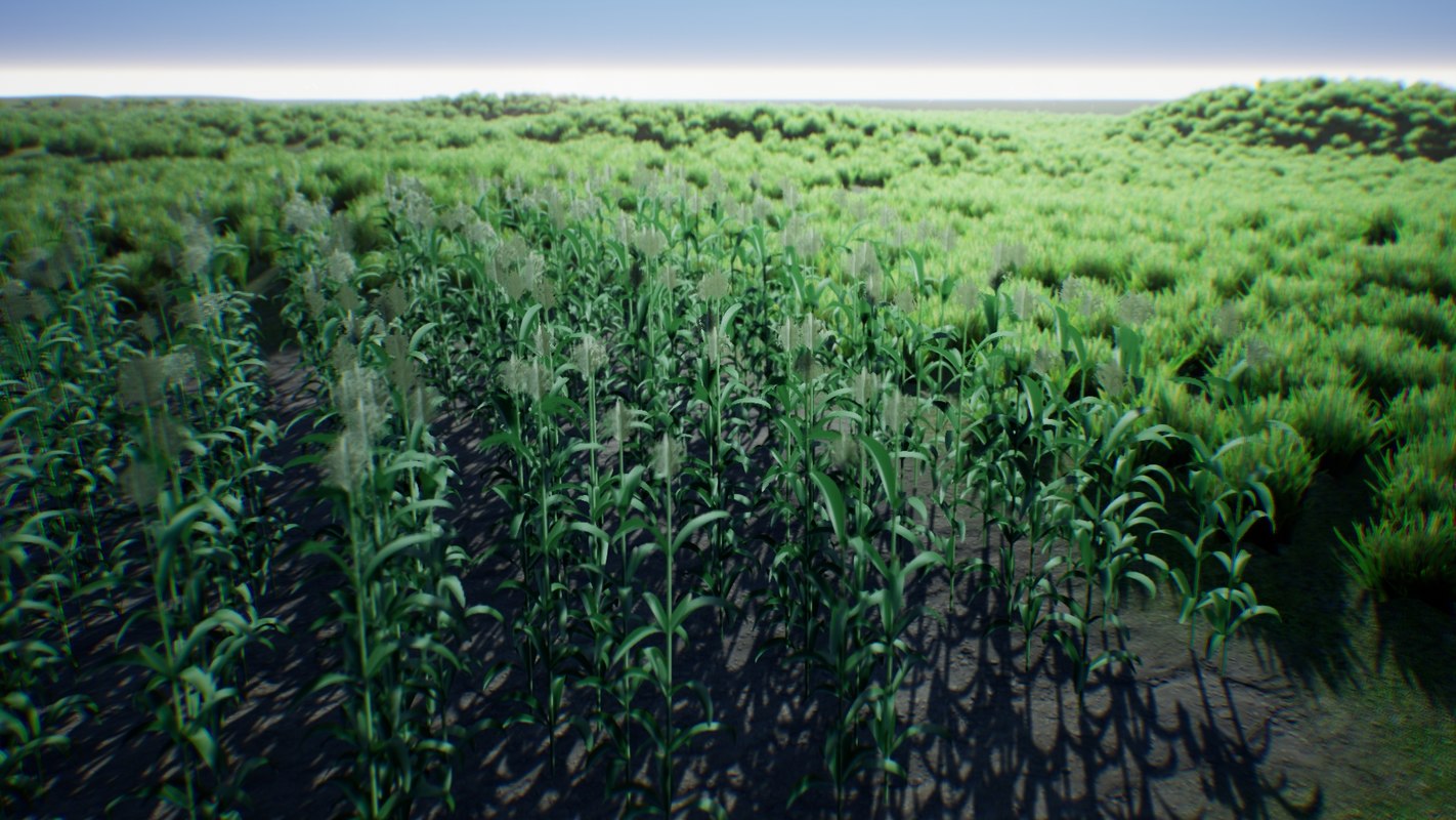 3D corn stalk - TurboSquid 1332700