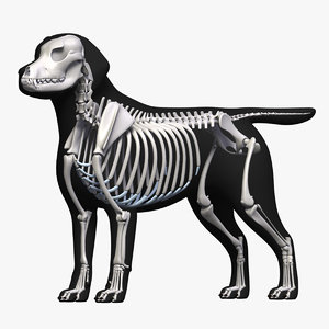 Free 3D Dog-Bone Models | TurboSquid