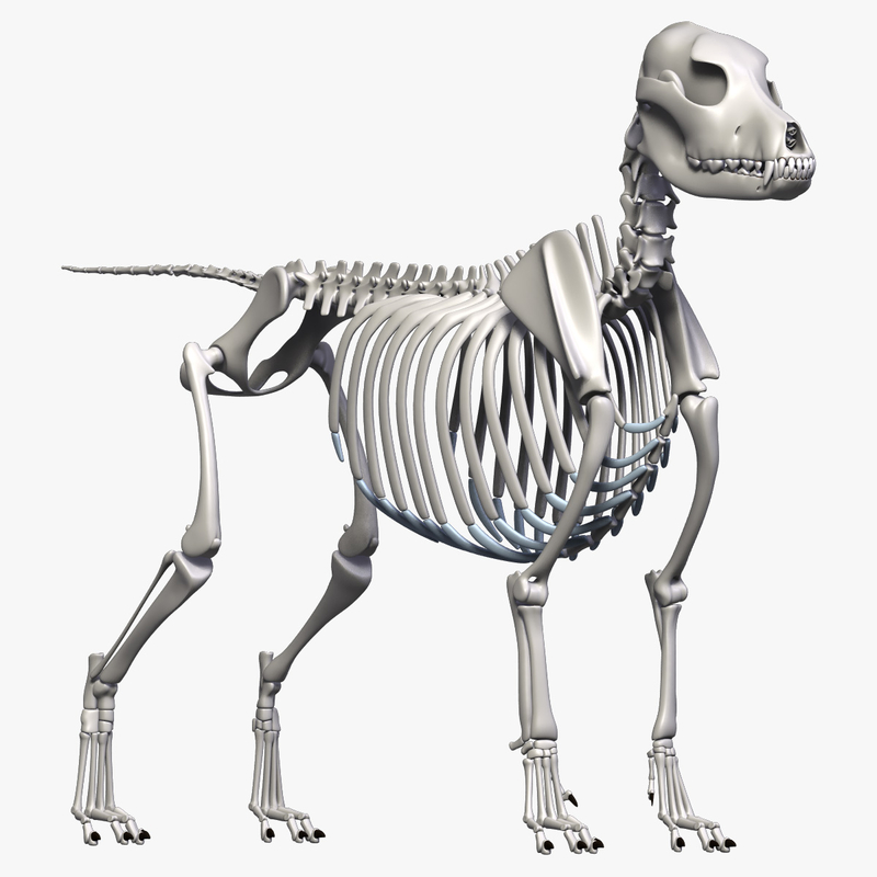 Dog skeleton 3D - TurboSquid 1332791