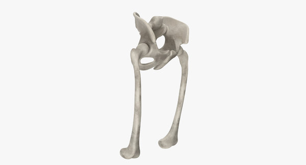 Pelvis bones 3D model - TurboSquid 1333372