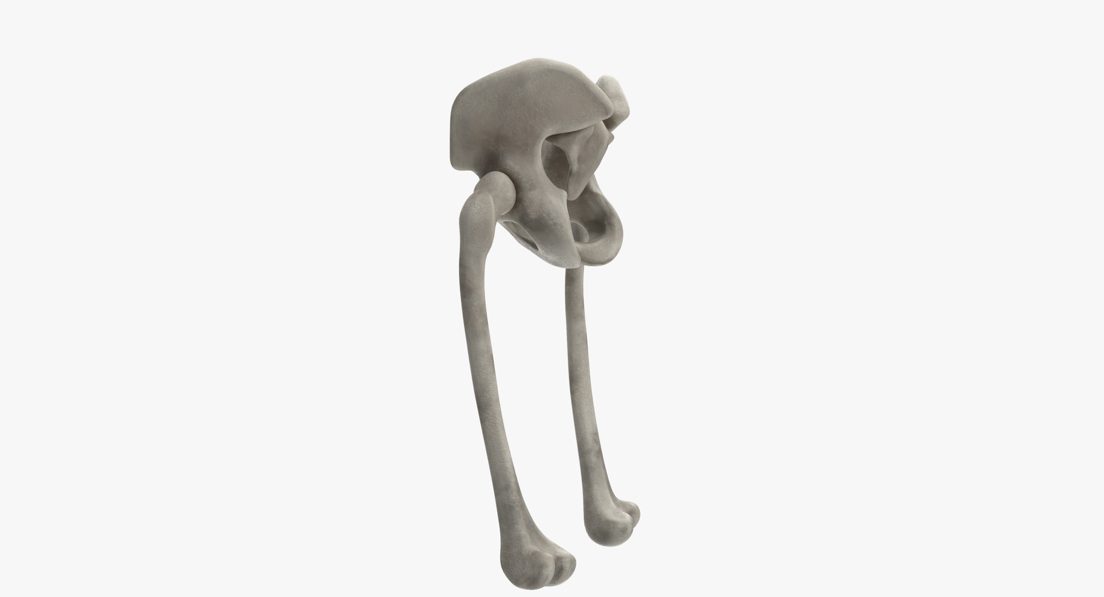 Pelvis bones 3D model - TurboSquid 1333372