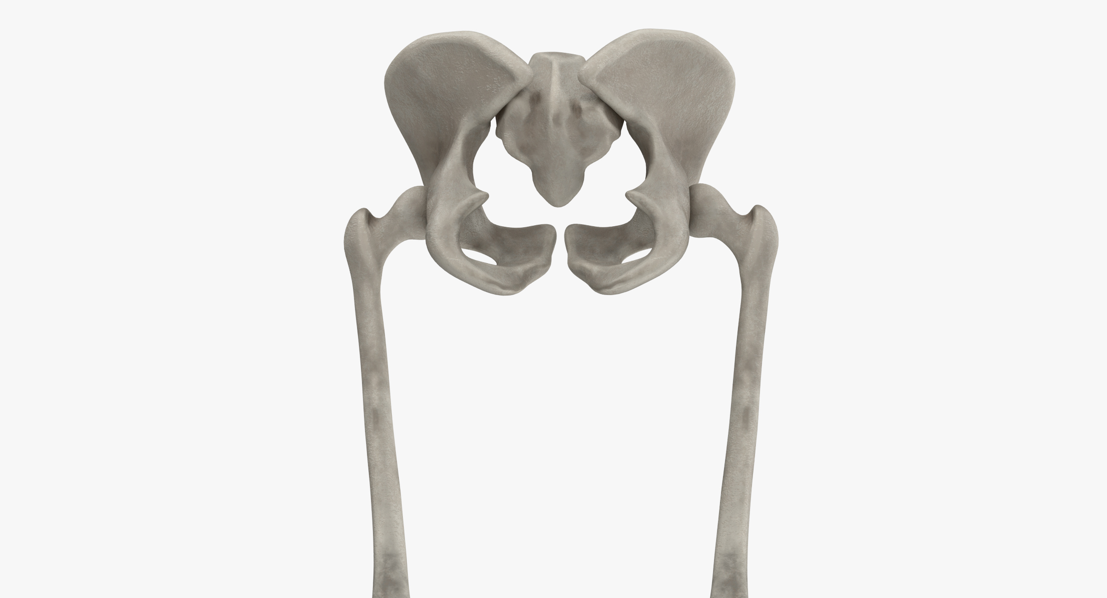 Pelvis bones 3D model - TurboSquid 1333372
