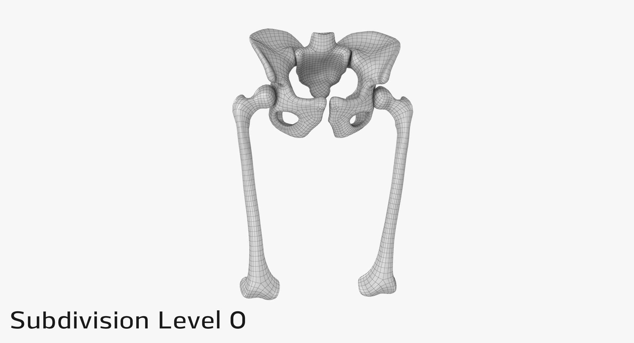 Pelvis bones 3D model - TurboSquid 1333372