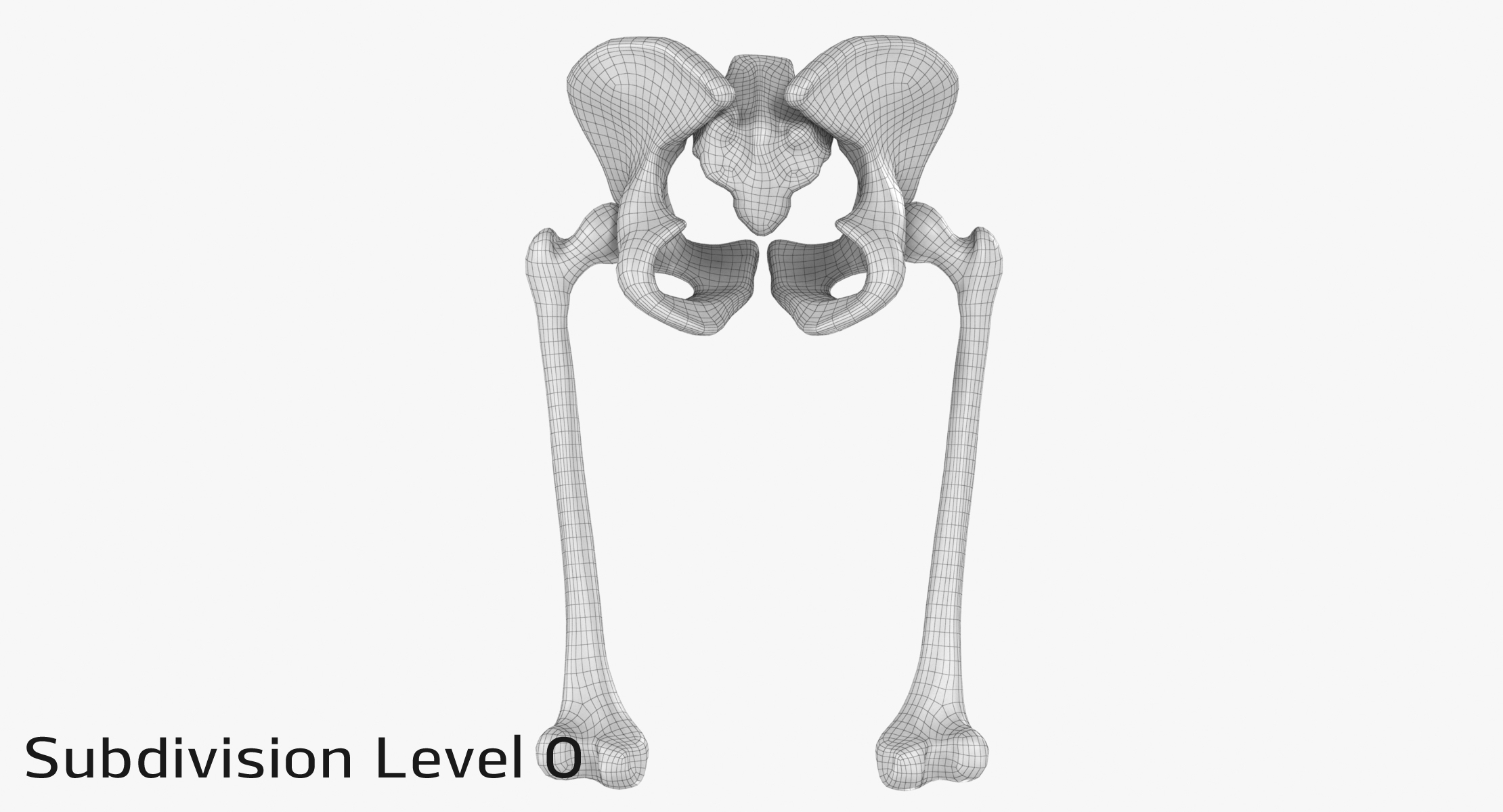Pelvis bones 3D model - TurboSquid 1333372