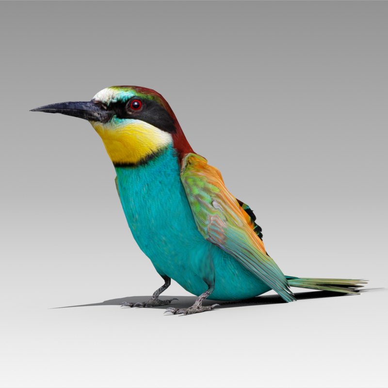 3D model bee eater - TurboSquid 1333707