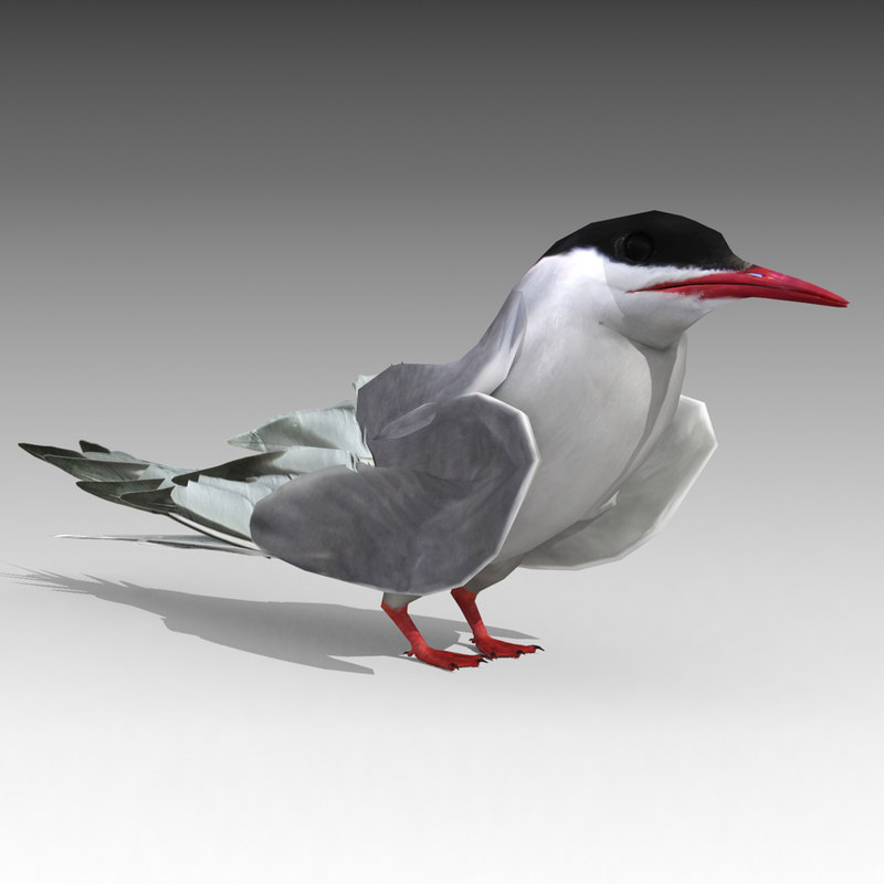 Arctic tern animations 3D - TurboSquid 1333711