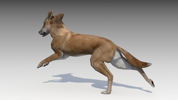 Dingo animations 3D model - TurboSquid 1333725