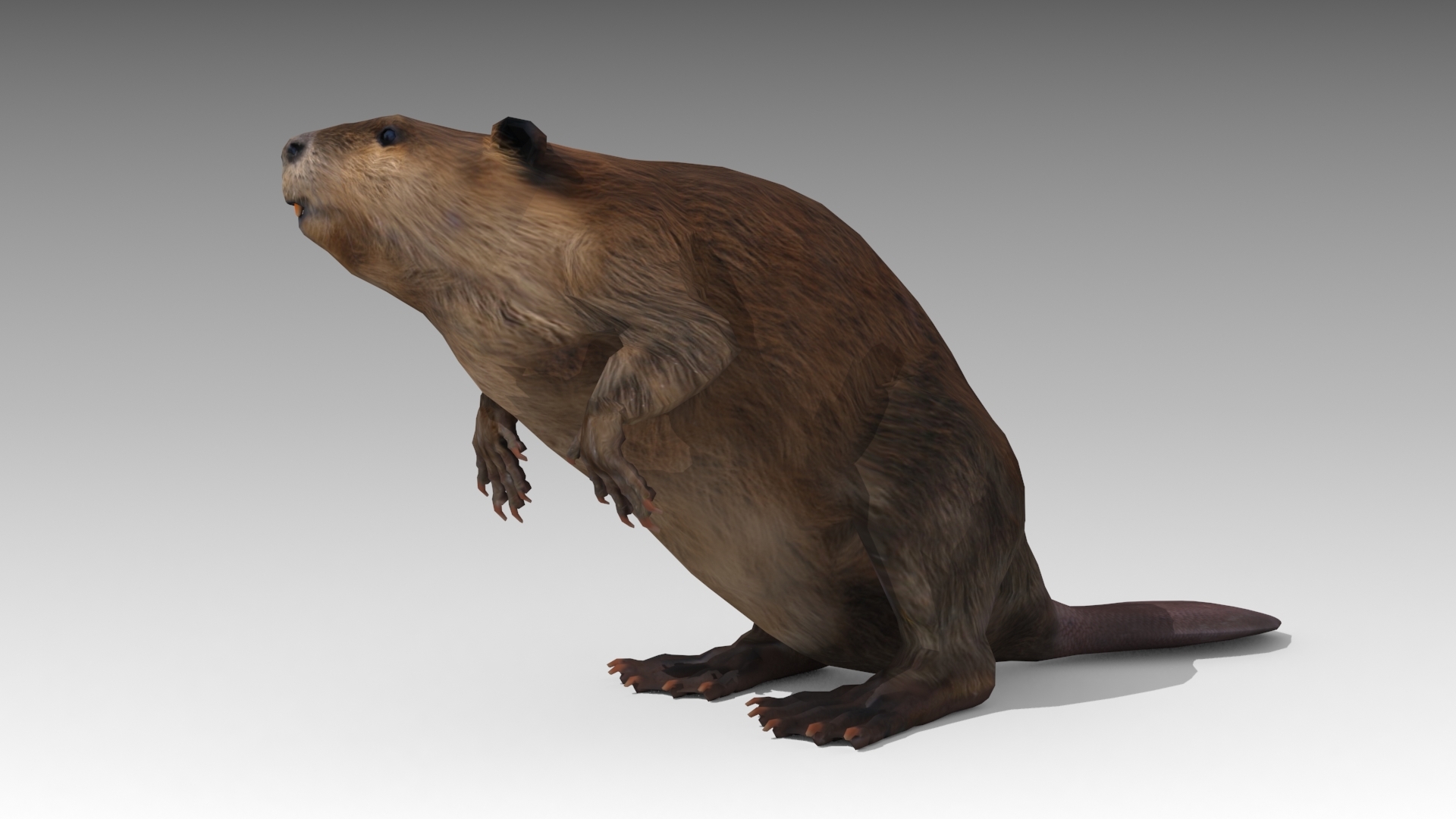 Beaver animations 3D model - TurboSquid 1333742