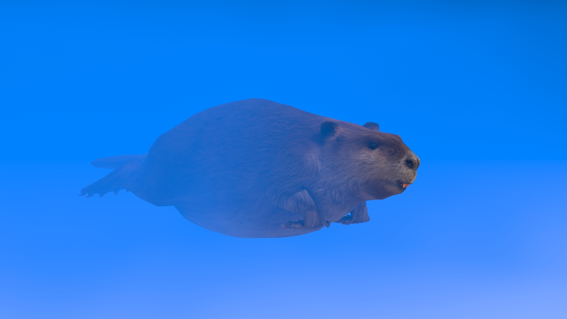 Beaver animations 3D model - TurboSquid 1333742