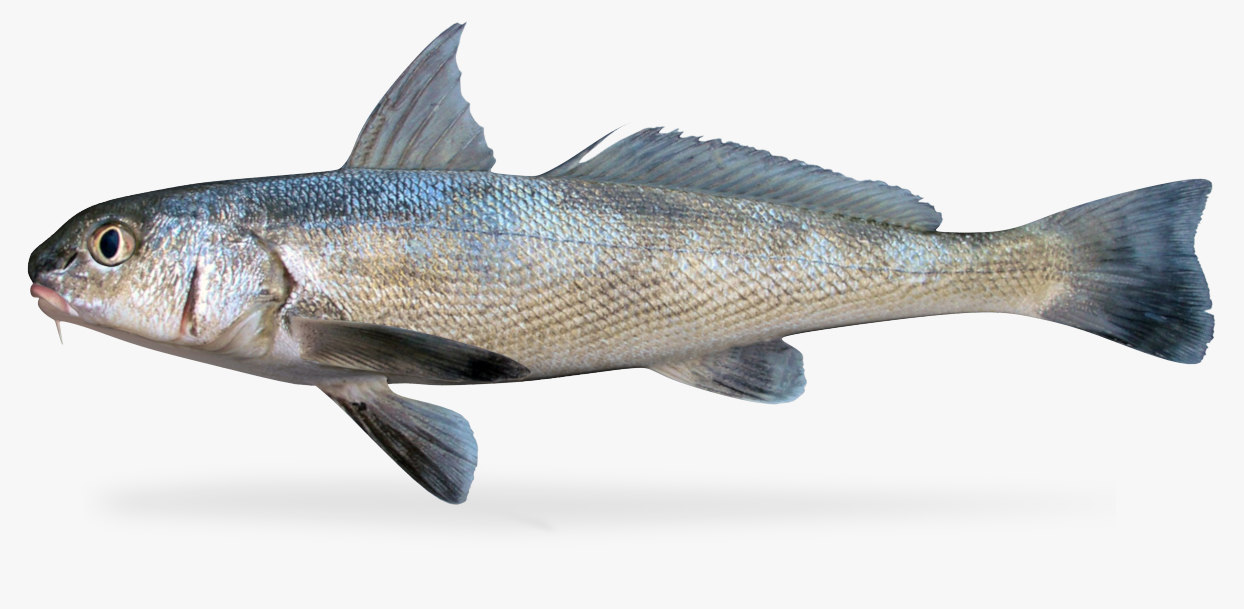 3D califonria corbina menticirrhus undulatus - TurboSquid 1334206