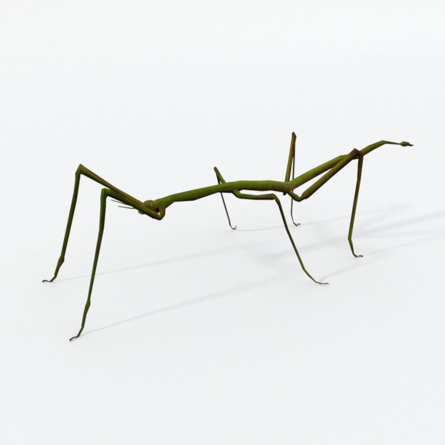 3D stick insect model - TurboSquid 1334212
