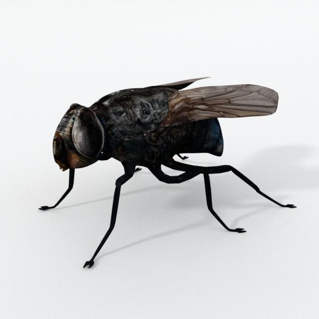 Fly 3D - TurboSquid 1334454