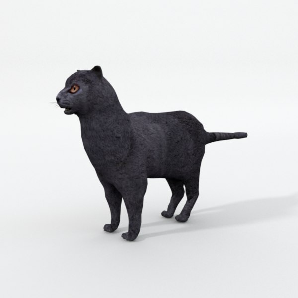 Gato Modelo 3D - TurboSquid 1334546