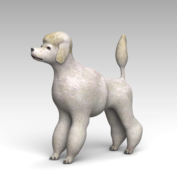3D Poodle Models | TurboSquid