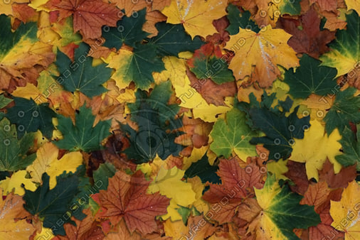 Texture Windows Bitmap leaves fall tiled