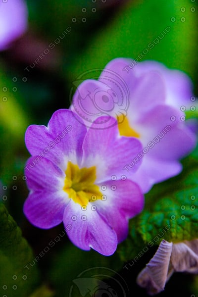 Stock Windows Bitmap primevere primula flower