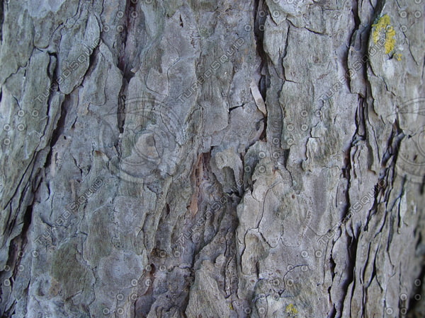 Texture JPEG tree bark skin