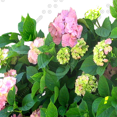 Texture Targa bush plant nature