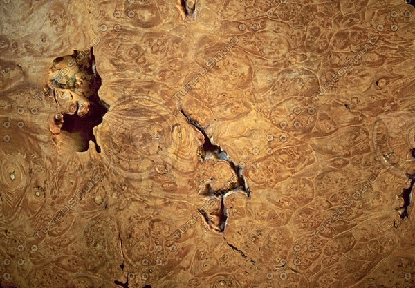 Texture JPEG burled wood pitted