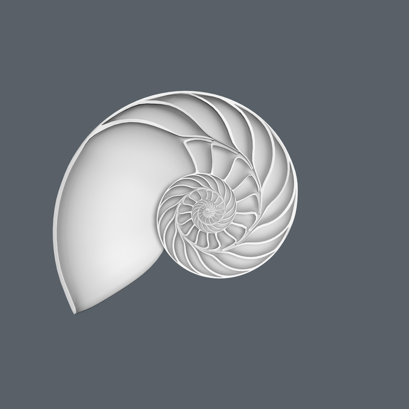 3d nautilus shell cut