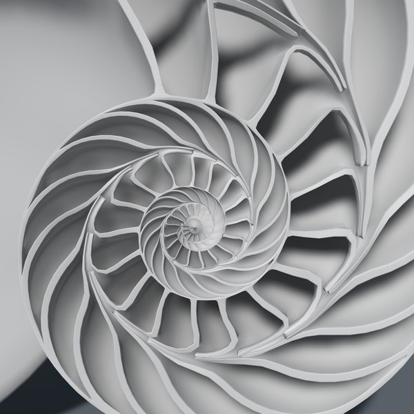 3d nautilus shell cut