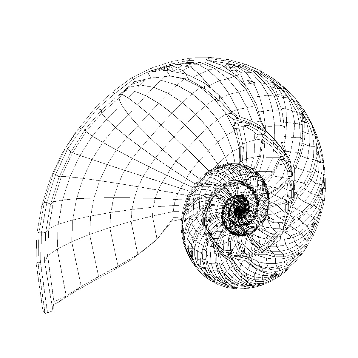 3d nautilus shell cut