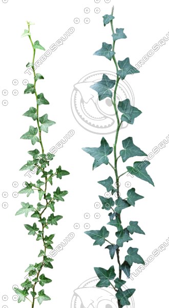 Texture PNG textures ivy t