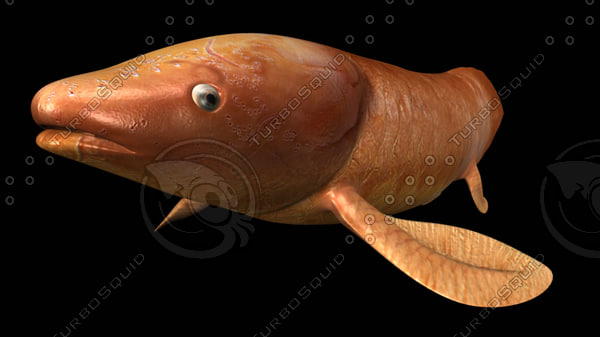 3d lungfish neoceratodus forsteri